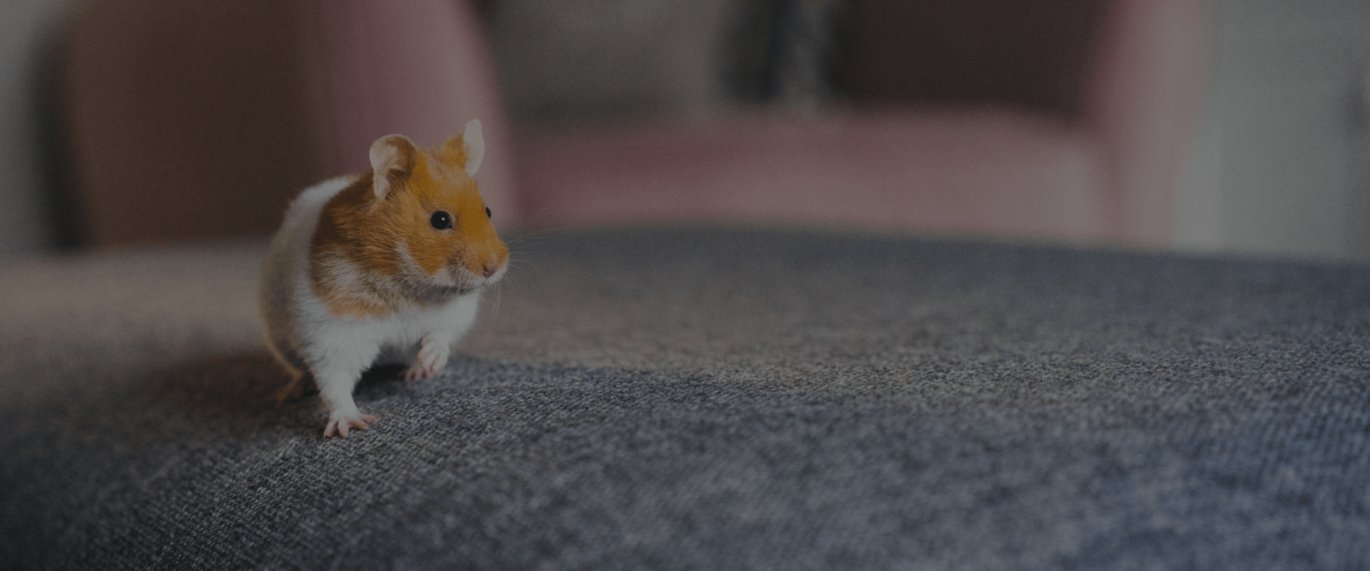 Exotic Vet Near Me 77494 - The WellPet Center Veterinary Hospital